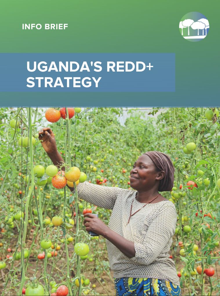 Info Brief: Uganda's REDD+ Strategy | Climate and Forests